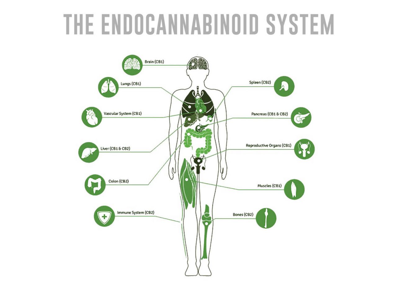 Understand the Science Behind CBD | Primary Jane